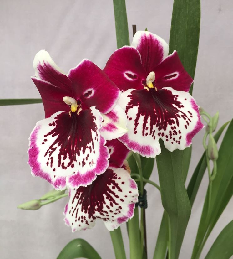 Miltonia - Miltonia - Orchidee - Miltonia - Orchidee