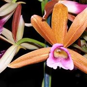 Mini orchidee - Orchidee - Orchidee piccole dimensioni