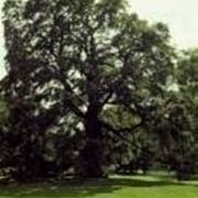 Quercia, Farnia - Quercus - Quercus - Schede Bonsai - Quercia, Farnia ...
