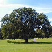 Quercia, Farnia - Quercus - Quercus - Schede Bonsai - Quercia, Farnia ...