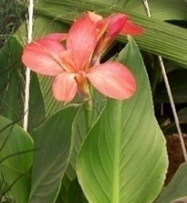 Canna da fiore - Canna indica - Canna indica - Bulbi - Canna da fiore ...
