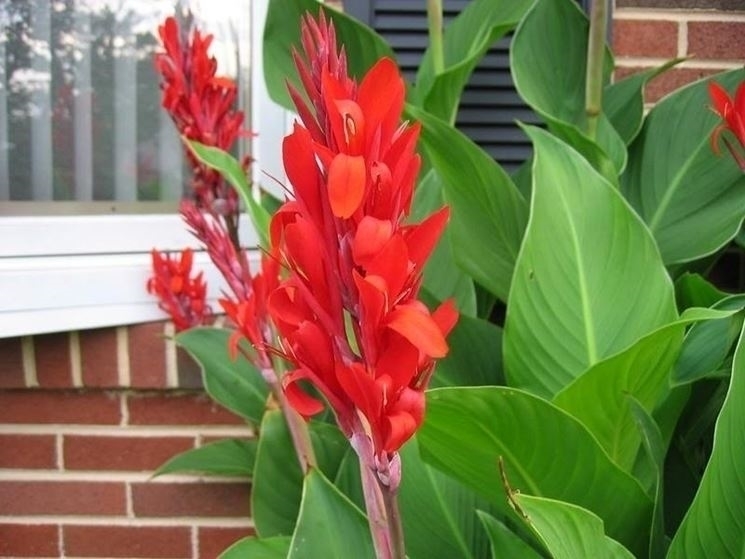 Canna da fiore - Canna indica - Canna indica - Bulbi - Canna da fiore ...