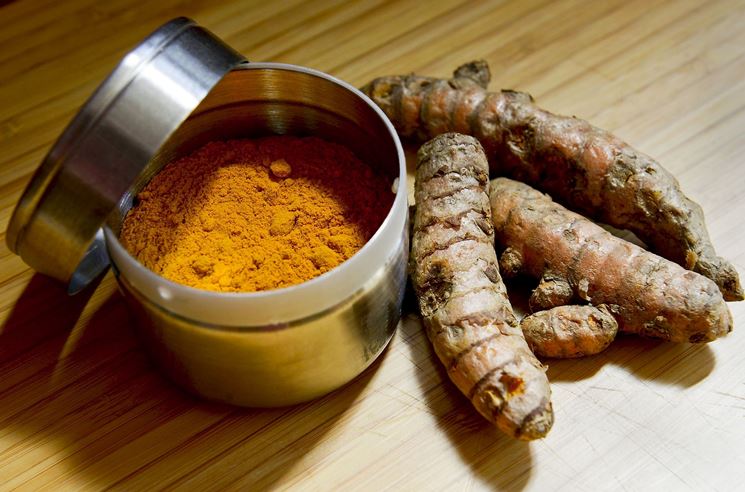 Curcuma - Curcuma - Curcuma - Bulbi - Curcuma - Curcuma - Bulbi