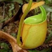 Venere acchiappa mosche - Dionaea muscipula - Dionaea muscipula ...