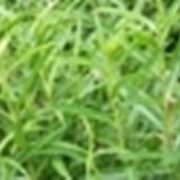 Dragoncello - Artemisia dracunculus - Artemisia dracunculus - Piante ...