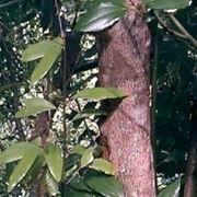 cannella - Piante Medicinali