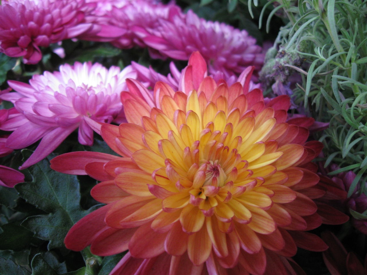 crisantemo - Linguaggio dei fiori