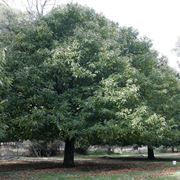 Alberi alto fusto - Alberi - Alberi con fusto alto