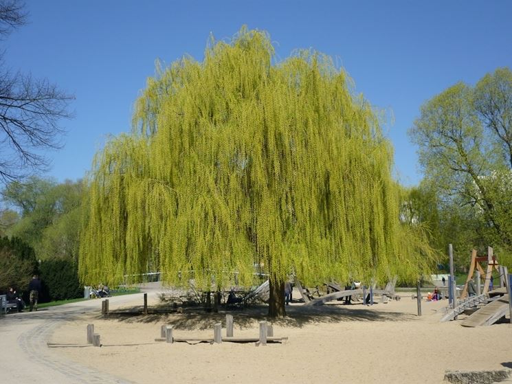 Salice - Salice Bianco - Salix Alba - Salix alba - Alberi - Salice ...