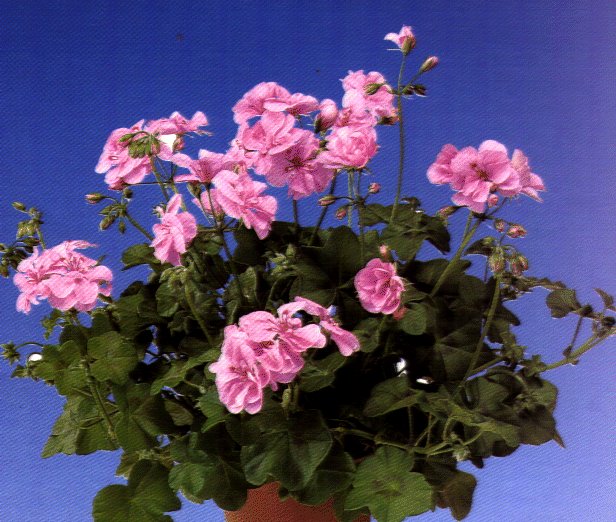 GERANI ..coltivazione e varieta'