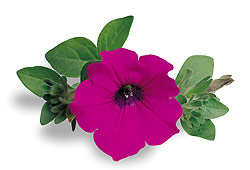 Surfinia varietà - Piante Annuali - Varietà di surfinia