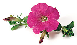 Surfinia varietà - Piante Annuali - Varietà di surfinia