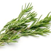 Rosmarino - Rosmarinus officinalis - Rosmarinus officinalis ...