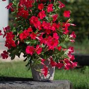 Sundaville - Domande e Risposte Giardino - sundevilla