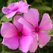 Pervinca colore - Perenni - La pervinca e il suo colore