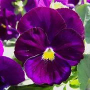 Viola del pensiero - Viola tricolor - Piante Annuali - Viola del ...