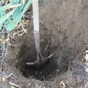 Piantare le rose - Rose - Come piantare le rose