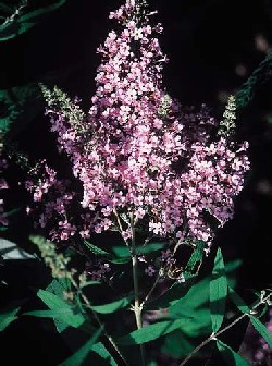 Buddleia