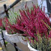 Erica - Erica - Perenni - Erica - Perenni