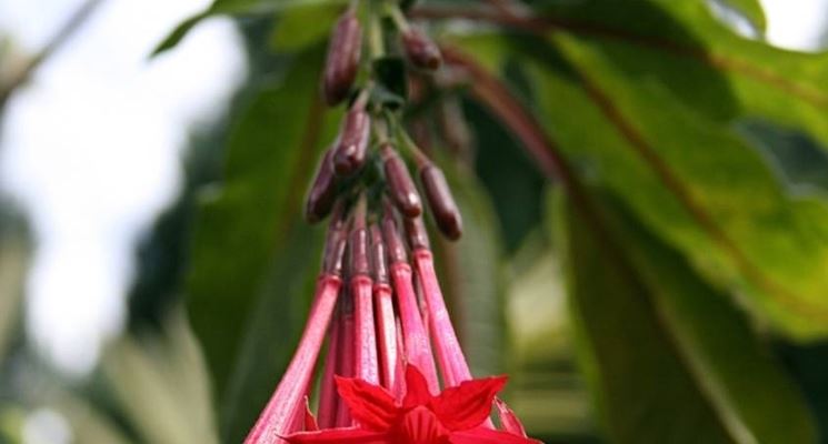 Fucsia - Fucsia - Fucsia - Piante da Giardino - Fucsia pianta