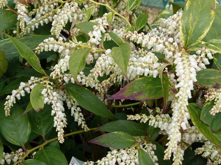 Leucothoe axillaris - Leucothoe axillaris - Piante da Giardino ...