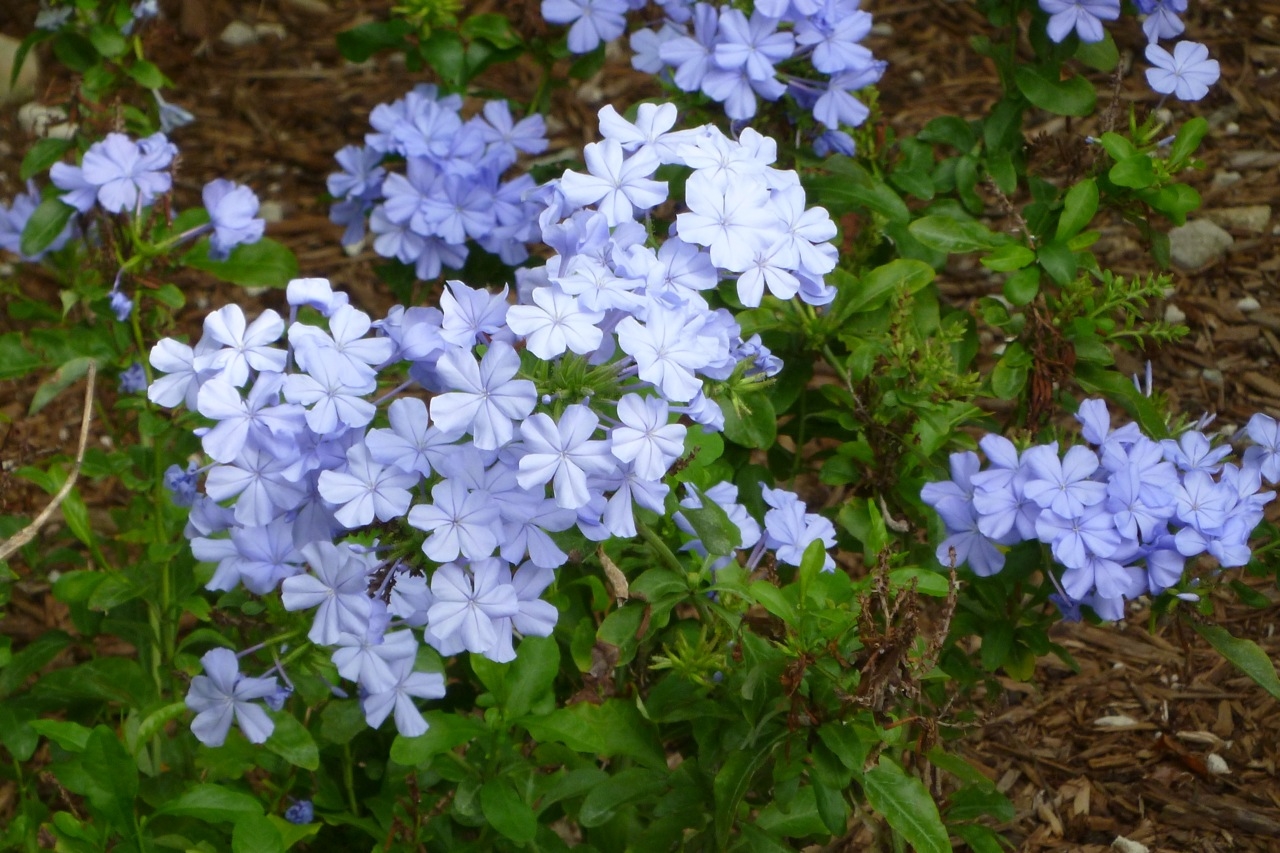 Piombaggine - Plumbago auriculata - Plumbago auriculata - Rampicanti ...