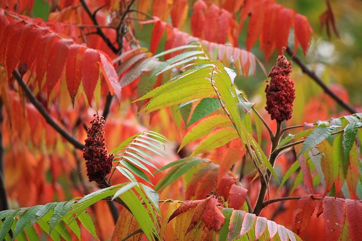 Sommaco americano - Rhus Typhina - Rhus Typhina - Piante da Giardino ...