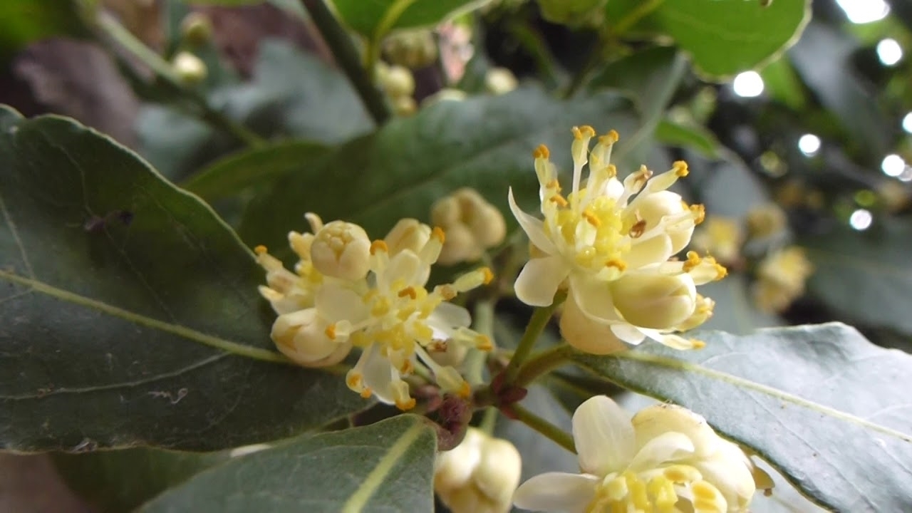 Alloro - Linguaggio dei fiori - Alloro - Linguaggio dei fiori