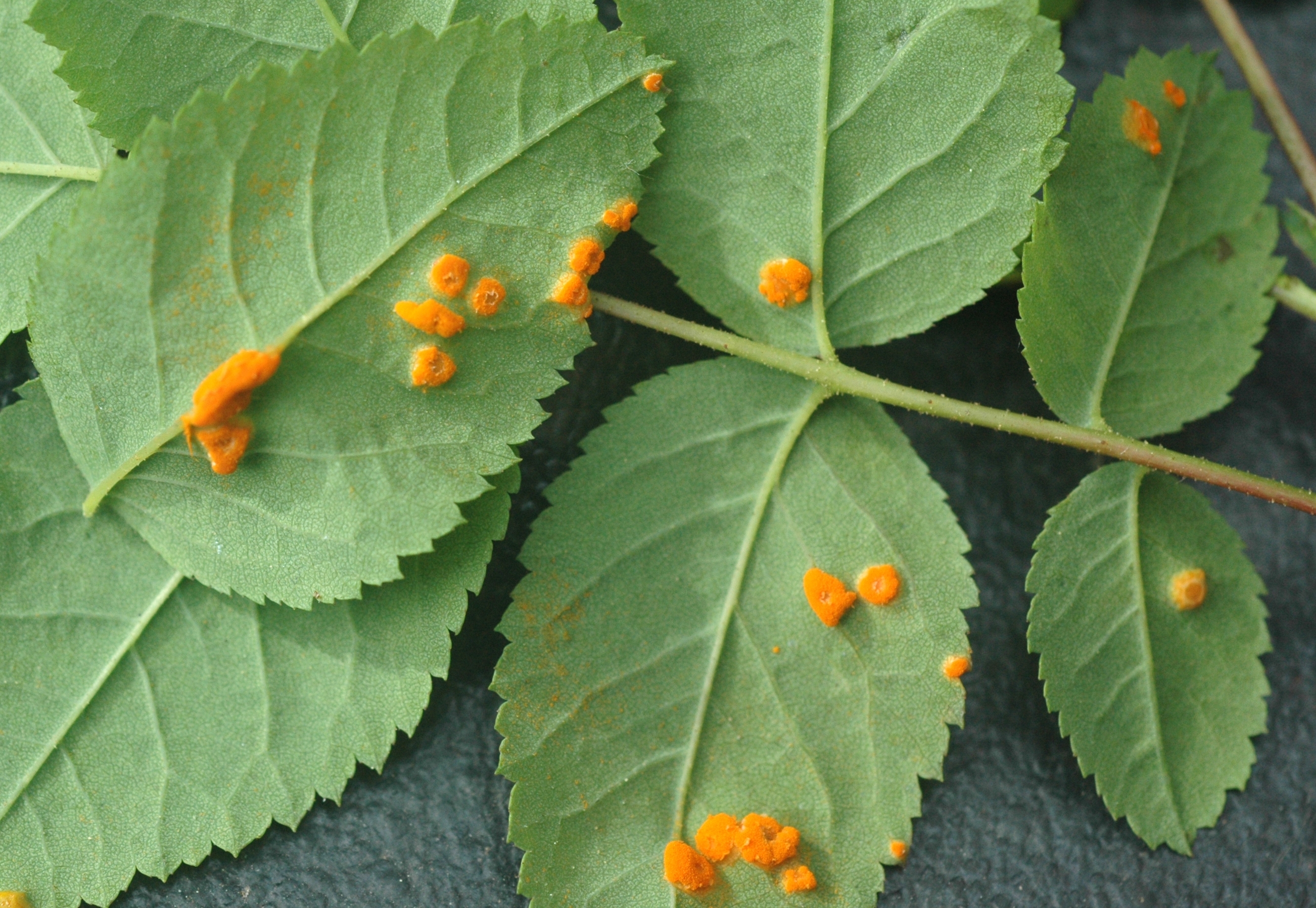 Ruggine - Parassiti e Malattie - Ruggine - Parassiti e malattie