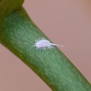 Limone con cocciniglia - Domande e Risposte Orto e Frutta - Limone con ...