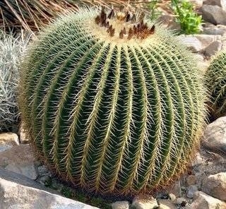 Cactus - Piante Grasse