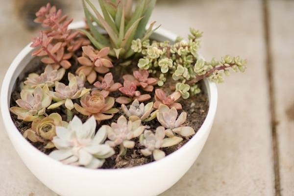 vasi piante grasse - Piante Grasse