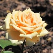 Rosa Valencia - Rose - Valencia - Rose