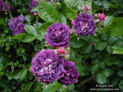 Lavender Pinocchio e rose dai colori inusuali | Forum di Giardinaggio.it