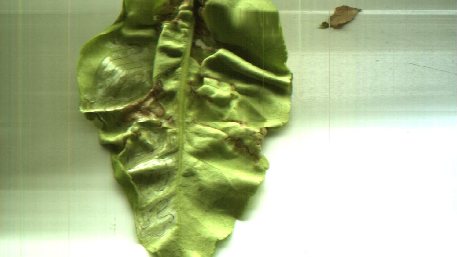 che ha fatto il mio limone???? | Forum di Giardinaggio.it