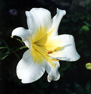 Gigli ed Hemerocallis | Forum di Giardinaggio.it