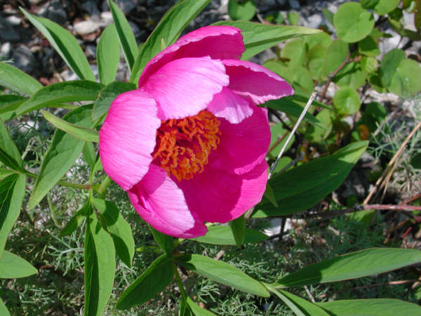 peonia selvatica | Forum di Giardinaggio.it