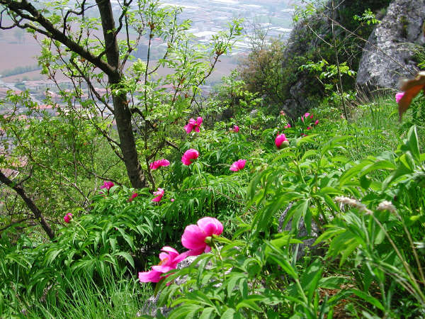 peonia selvatica | Forum di Giardinaggio.it